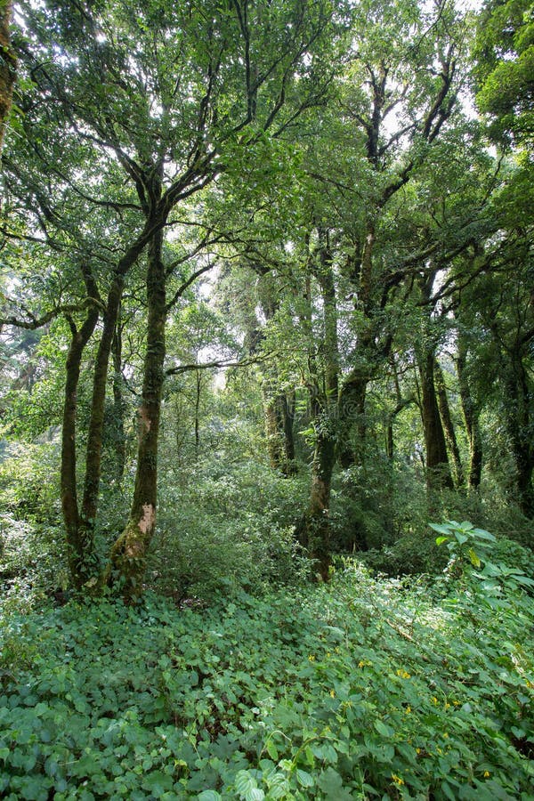 Green Jungle with Tree Rainforest Stock Image - Image of paradise ...