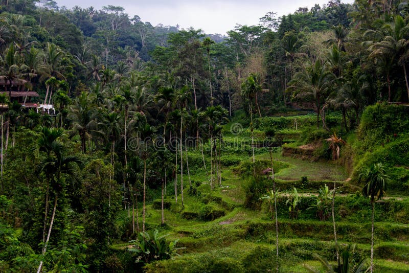 Jungle view lookout stock photo. Image of healthy, natural - 82405076