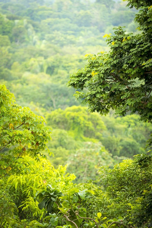 Mexico Jungle Landscape stock photo. Image of scenic - 109952696