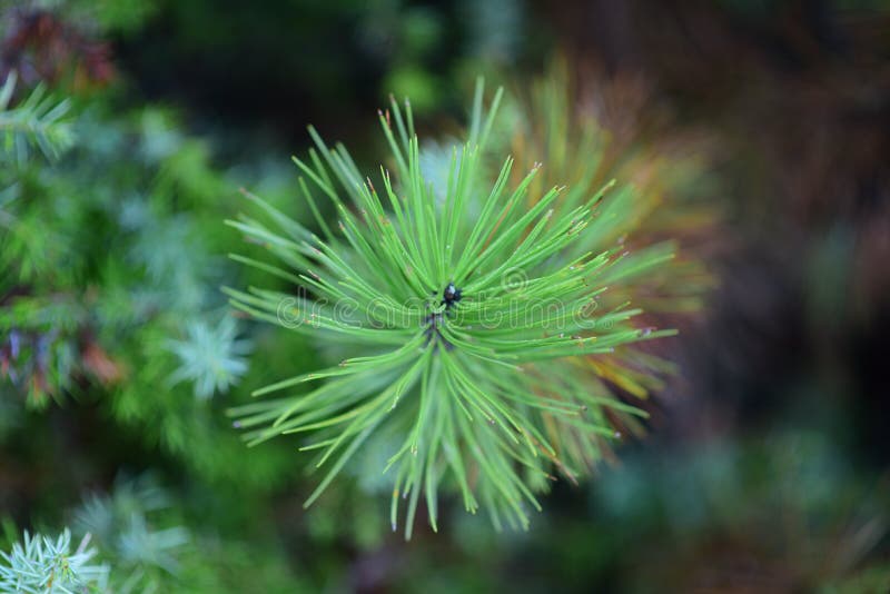 Juniper Stock Photos - Download 22,443 Royalty Free Photos