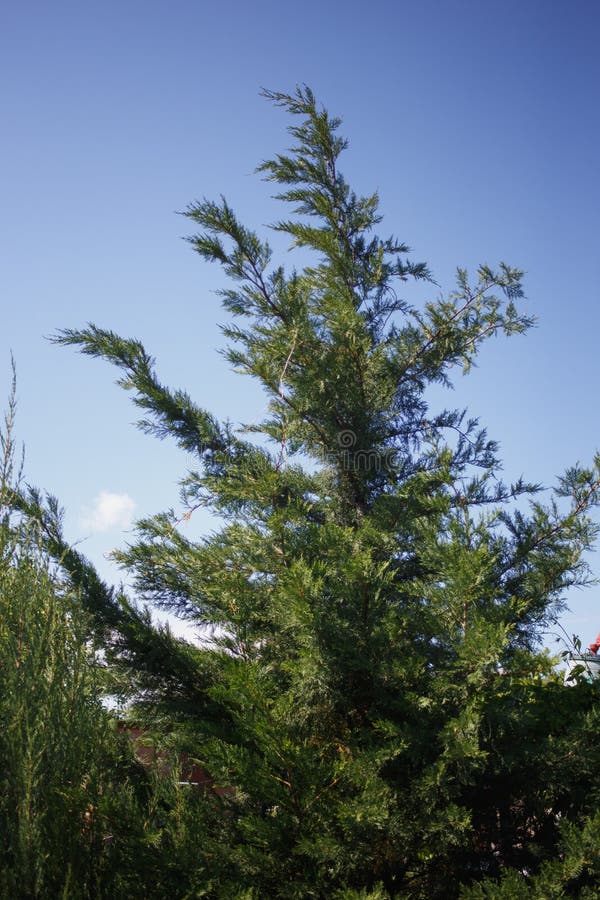 Green Juniper on Blue Sky Background Stock Photo - Image of fresh ...