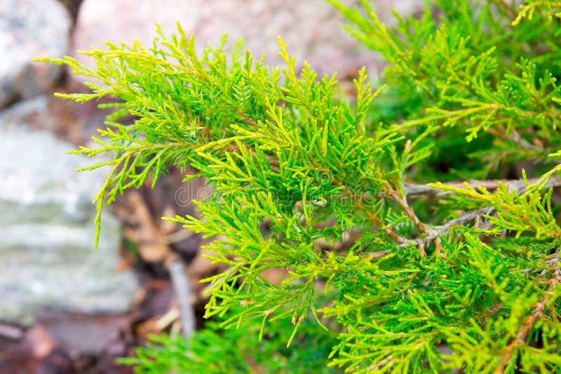 Green Juniper Branch in Spring Stock Photo - Image of close ...
