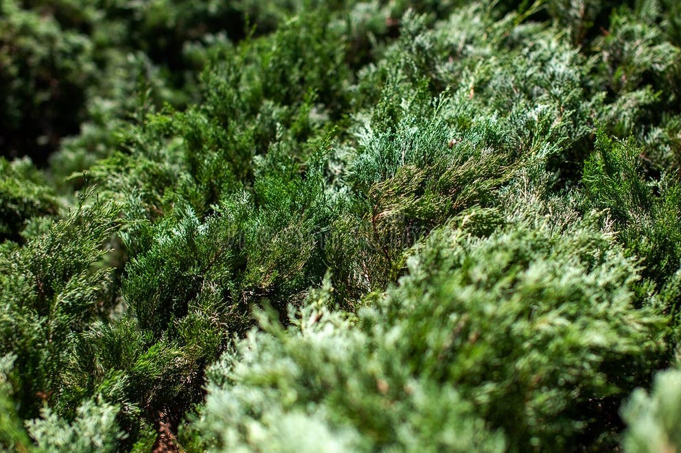 Green Juniper Branches Close-up. Background of Juniper Branches. Stock ...