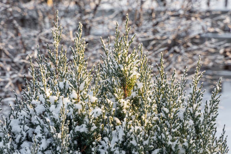 Green Juniper Branches Covered with White Fluffy Snow are in Winter Day ...