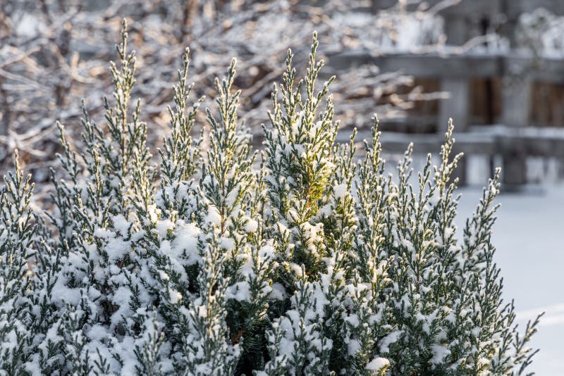 Green Juniper Branches Covered with White Fluffy Snow are in Winter Day ...