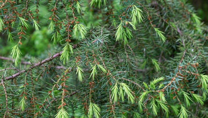 Green Juniper Branches with Visible Details. Background or Texture ...
