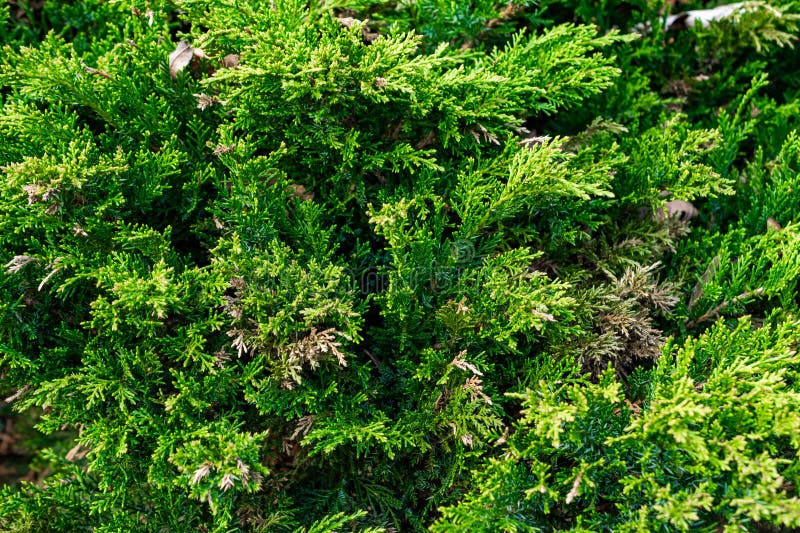 Green Juniper Branches with Visible Details. Background or Texture ...