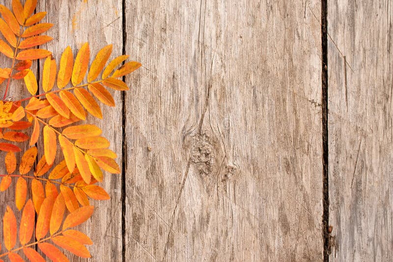 Green Juniper Bushes in the North Finland Forest Stock Photo - Image of ...