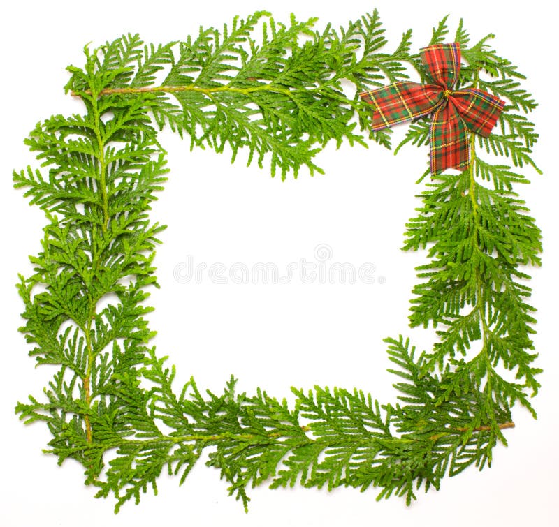 Green fresh spruce frame stock photo. Image of beautiful - 16748480