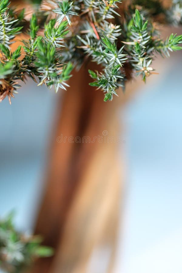Green Juniper Needles of a Bonsai Tree in Vertical Format Stock Photo ...