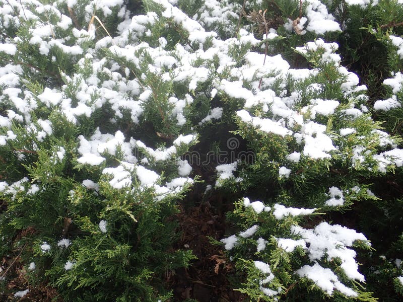 Green Juniper Tree Branch with Snow Stock Photo - Image of sunrise ...