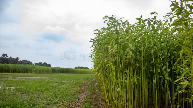 Fresh Jute Leaves. Jute Cultivation in Bangladesh. Jute is Extracted ...