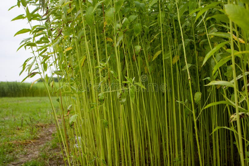 Fresh Jute Leaves. Jute Cultivation in Bangladesh. Jute is Extracted ...