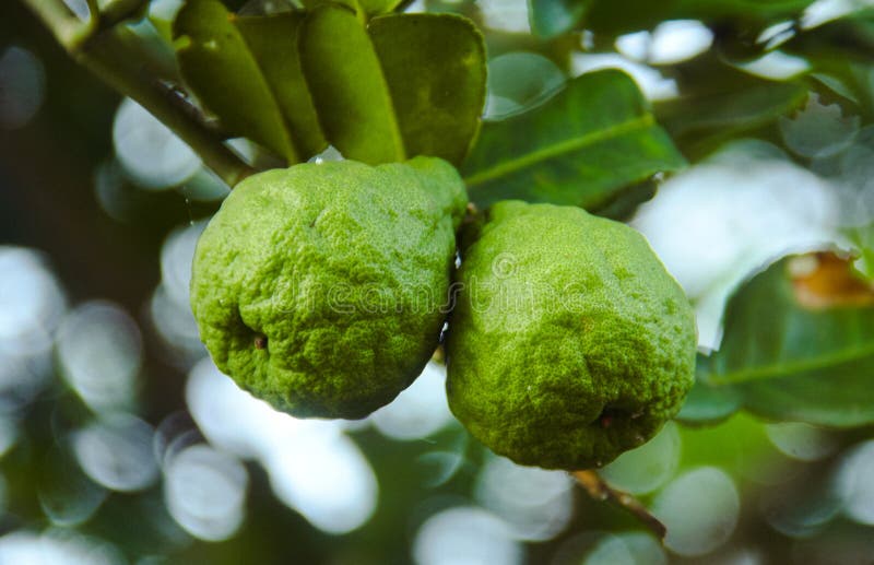 Green Kaffir Lime Fruit that is Still on the Tree Stock Photo - Image ...