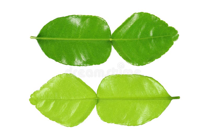 Green Kaffir Lime Leaf Front and Back Side Isolated on White Stock ...