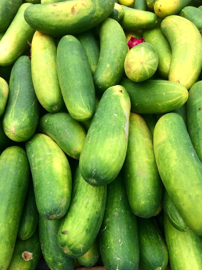 Kakadi Photos - Free & Royalty-Free Stock Photos from Dreamstime