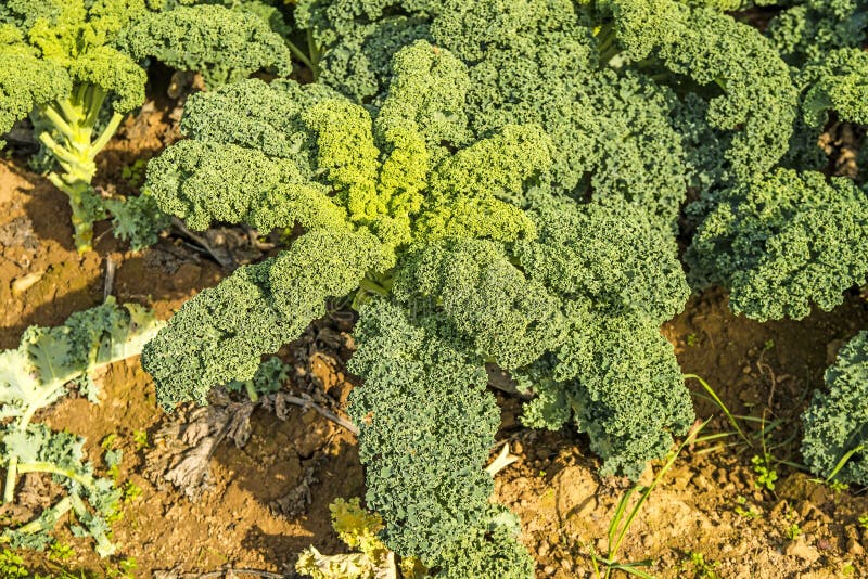 Green kale in cultivation stock photo. Image of cultivation - 61460836
