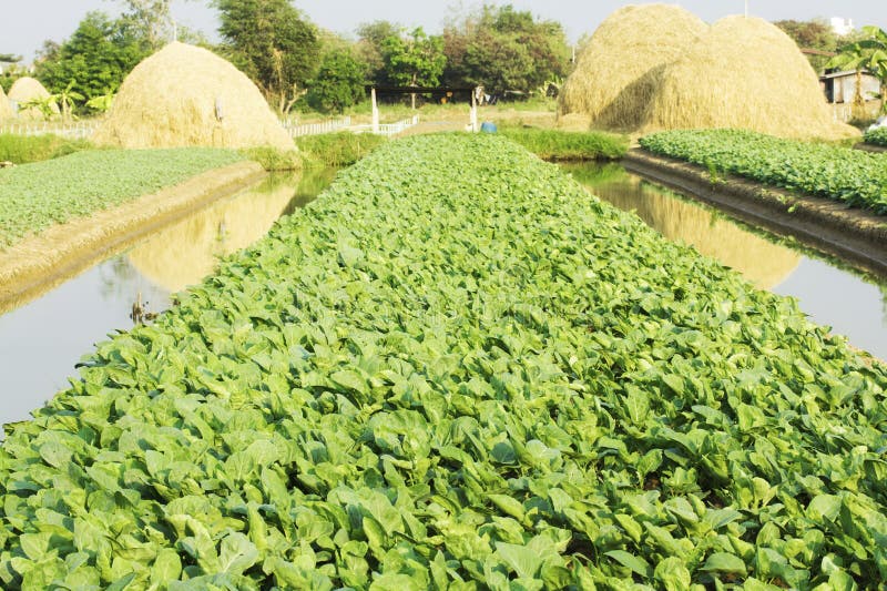 Green Kale in Field,Thailand. Stock Photo - Image of crop, food: 35693666