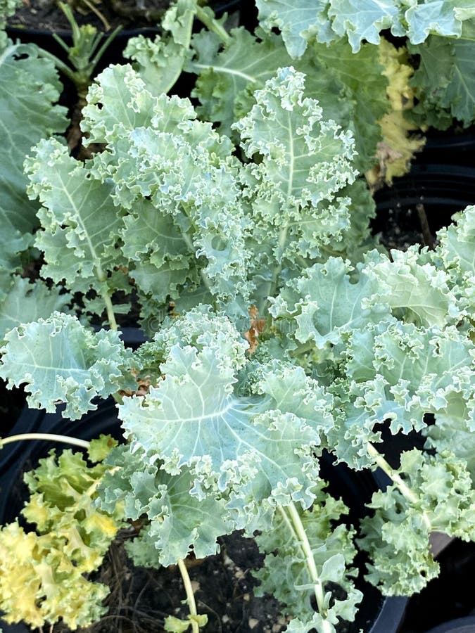 Green Kale Growing in the Garden Stock Photo - Image of organic ...