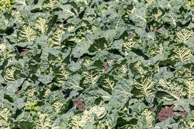 Green kale at spring stock photo. Image of plenty, freshness - 72187698