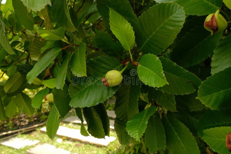 Katmon Fruit Stock Photos - Free & Royalty-Free Stock Photos from ...