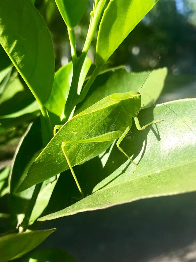 Katydid stock image. Image of leaves, green, insect - 157531295