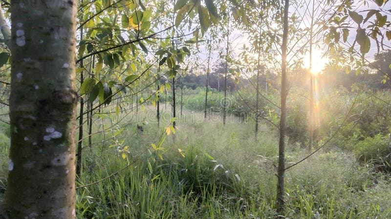 Keratom Tree with Sun Light Stock Photo - Image of tree, keratom: 201490100