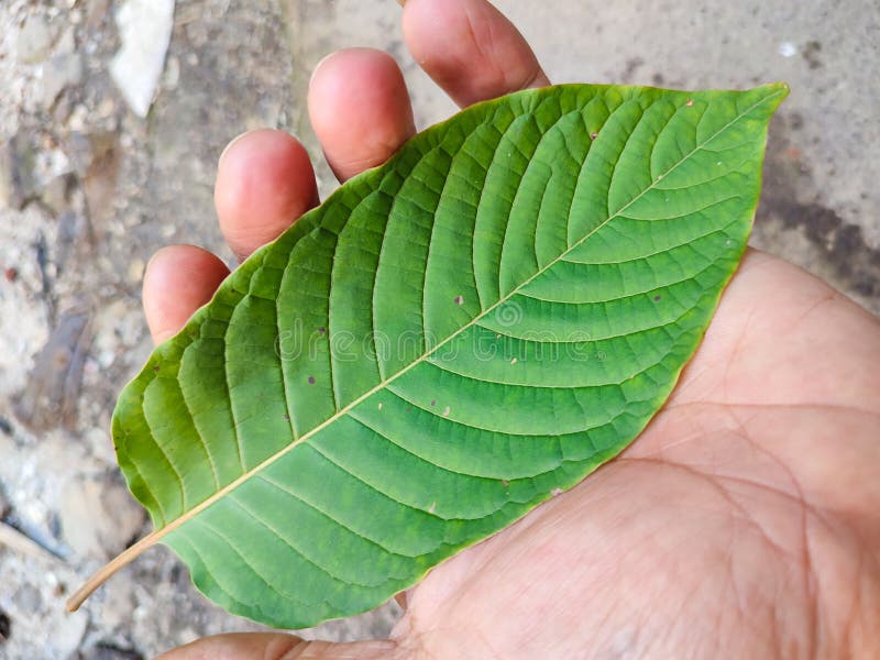 Green Ketum Leaf Focus on the Palm Stock Image - Image of tree, insect ...