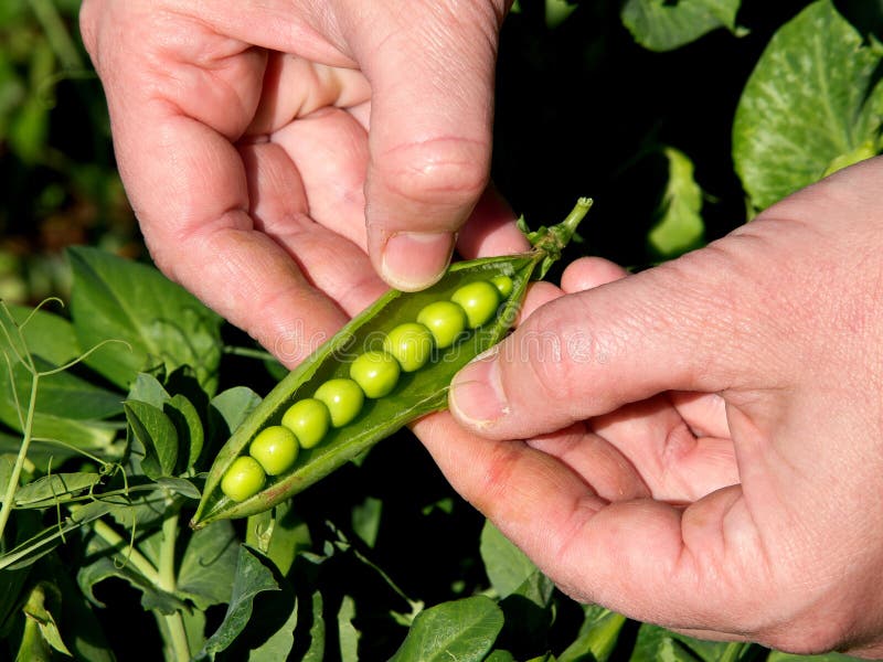 360 Kissar Stock Photos - Free & Royalty-Free Stock Foton från Dreamstime