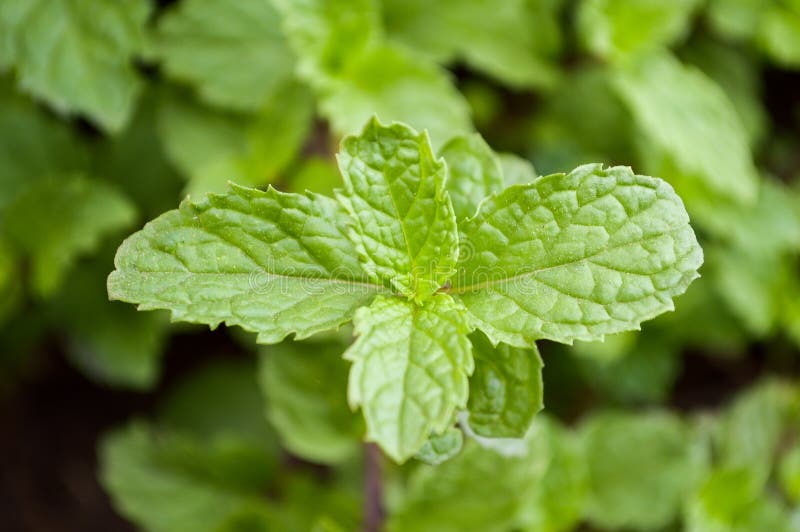 Mint tree stock image. Image of healthy, balm, herbal - 32391267