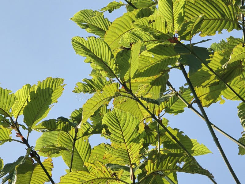 Green Kratom Leaves on a Background of the Blue Sky Stock Image - Image ...
