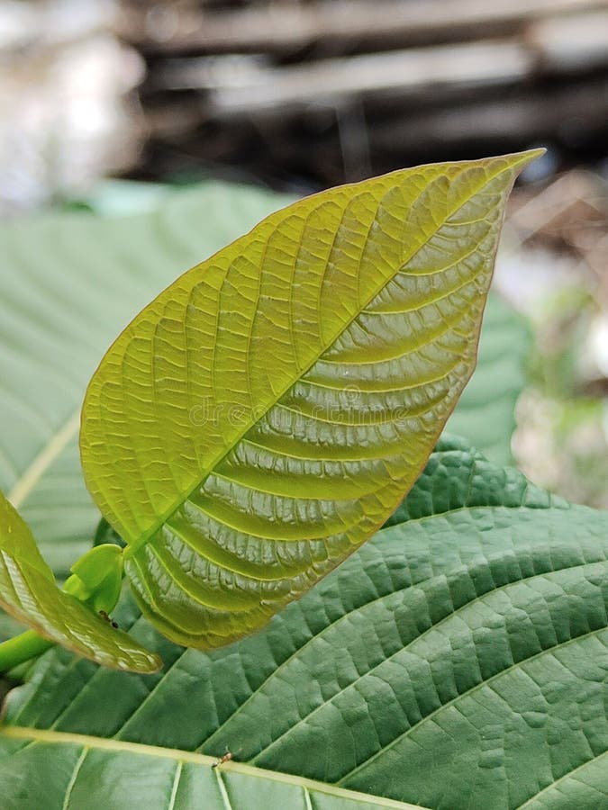 Green Kratom Leaves of a Plant in the Garden Stock Image - Image of ...