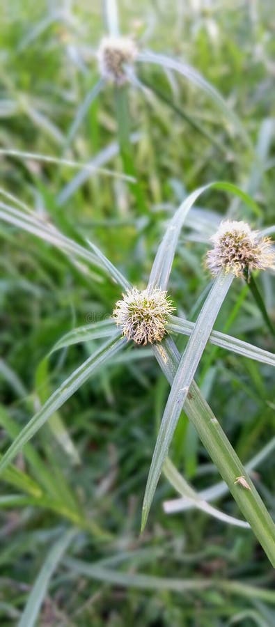 Green Kyllinga Grass Photo Floral Stock Photo - Image of kyllinga ...