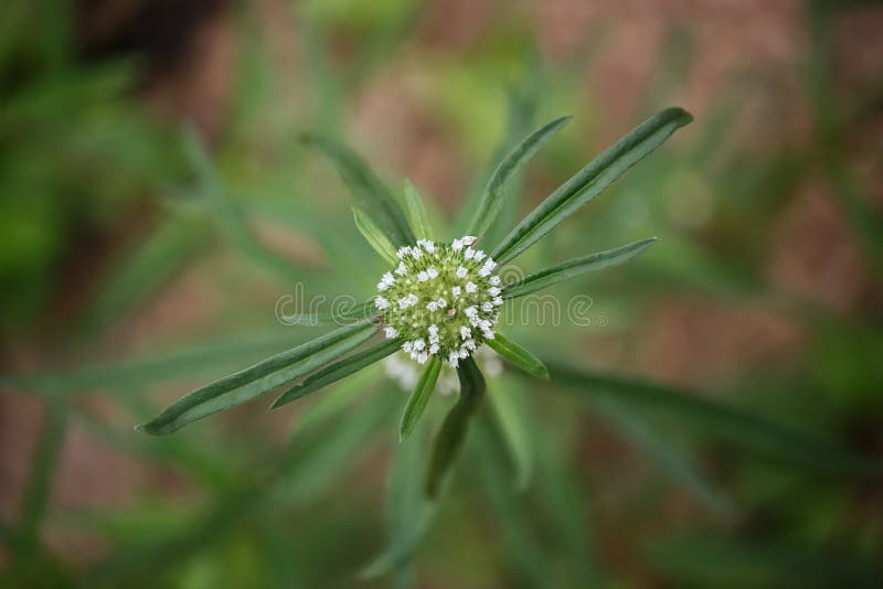 Green Kyllinga, Kylinka Brevifolia, on the Garden. Stock Image - Image ...