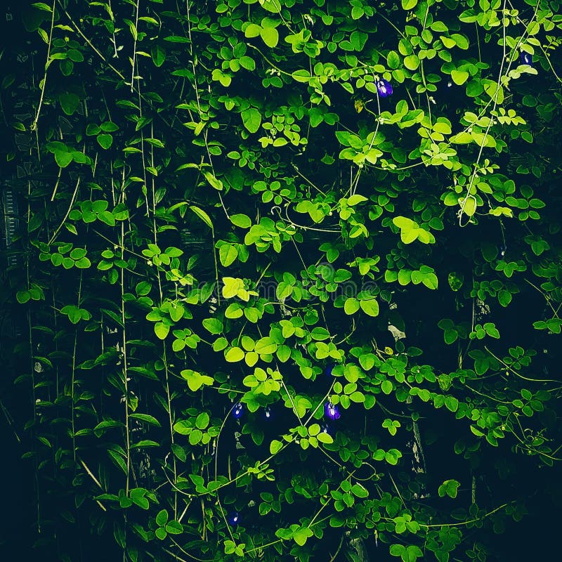 Green L eaf stock image. Image of garden, natural, green - 241639897