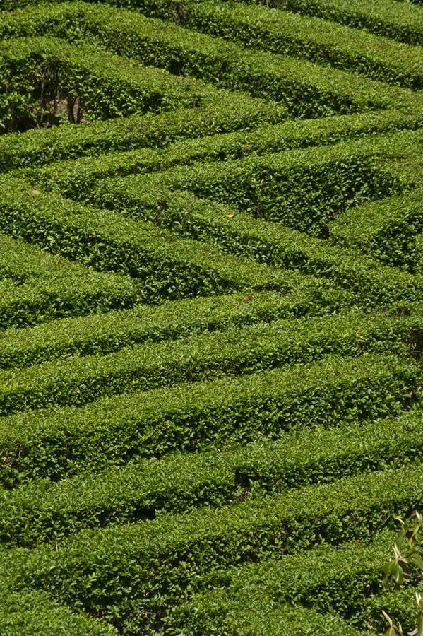 Bush labyrinth stock image. Image of lost, plants, pattern - 7247135