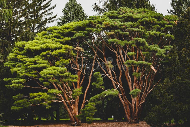 Lacebark Pine with Multiple Trunks. Closeup View. Lush Green Background ...