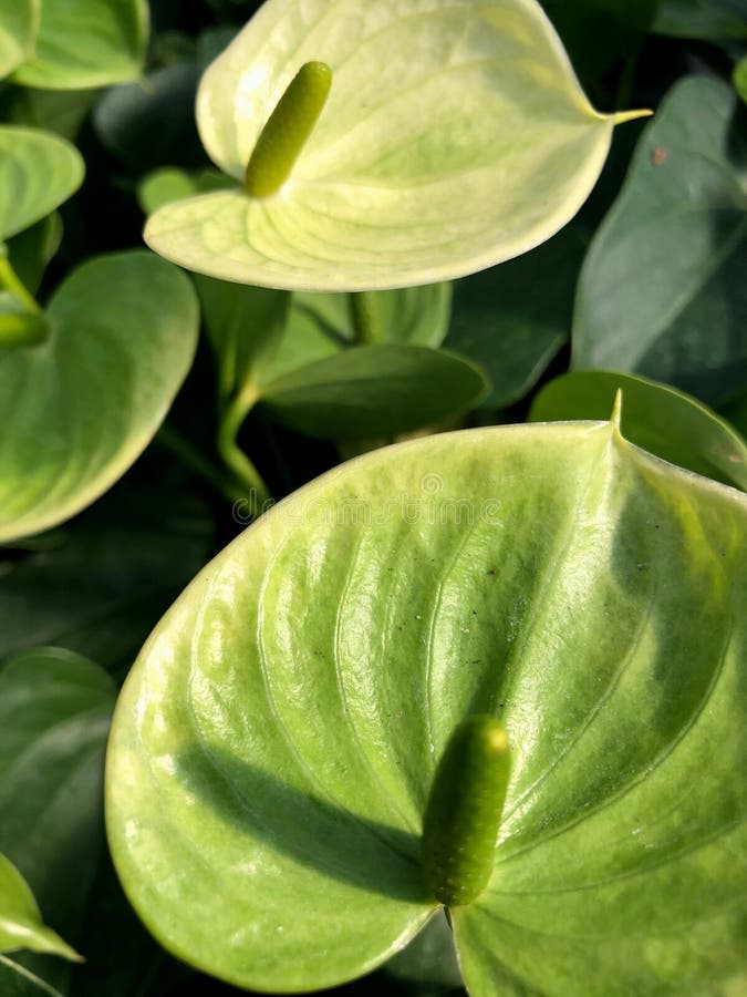 1,048 Green Laceleaf Plant Stock Photos - Free & Royalty-Free Stock ...