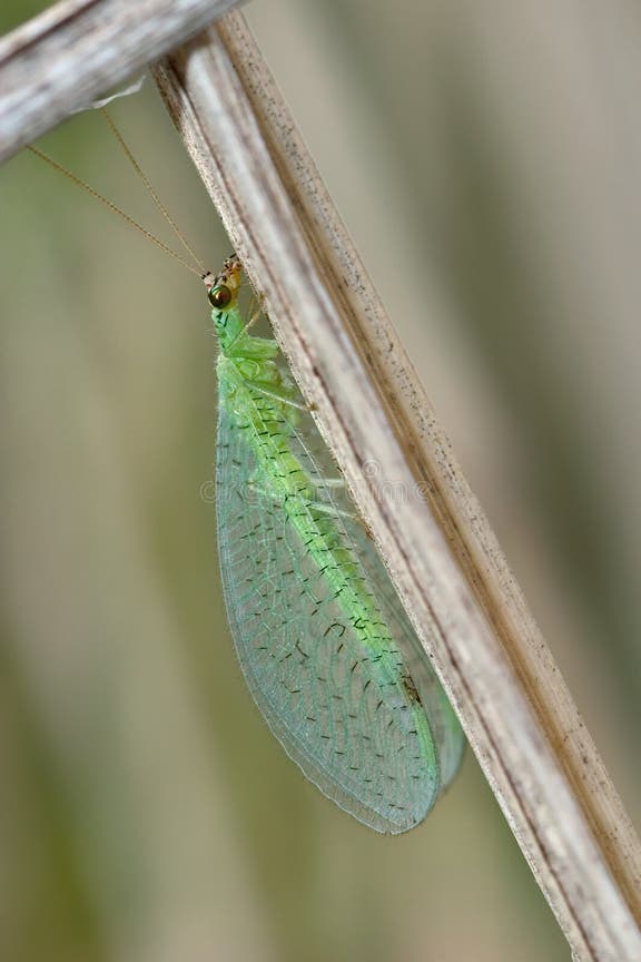 Green Lacewing stock photo. Image of flighted, clinging - 9465290