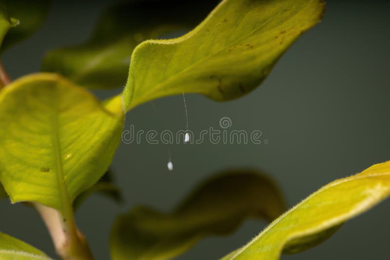Green Lacewing Eggs stock image. Image of macro, invertebrates - 214659143