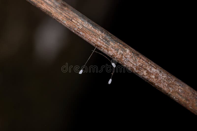 Green Lacewing Eggs stock photo. Image of wildlife, insect - 226438236