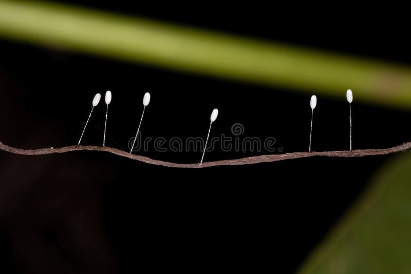 Green Lacewing Eggs stock image. Image of insects, arthropoda - 227438547