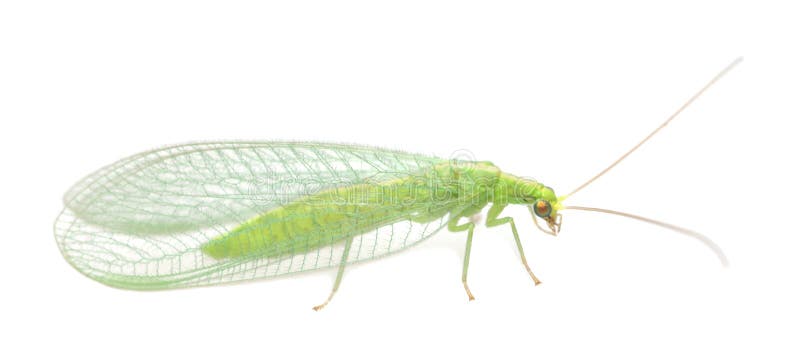 Green Lacewing Isolated on White Background Stock Photo - Image of ...