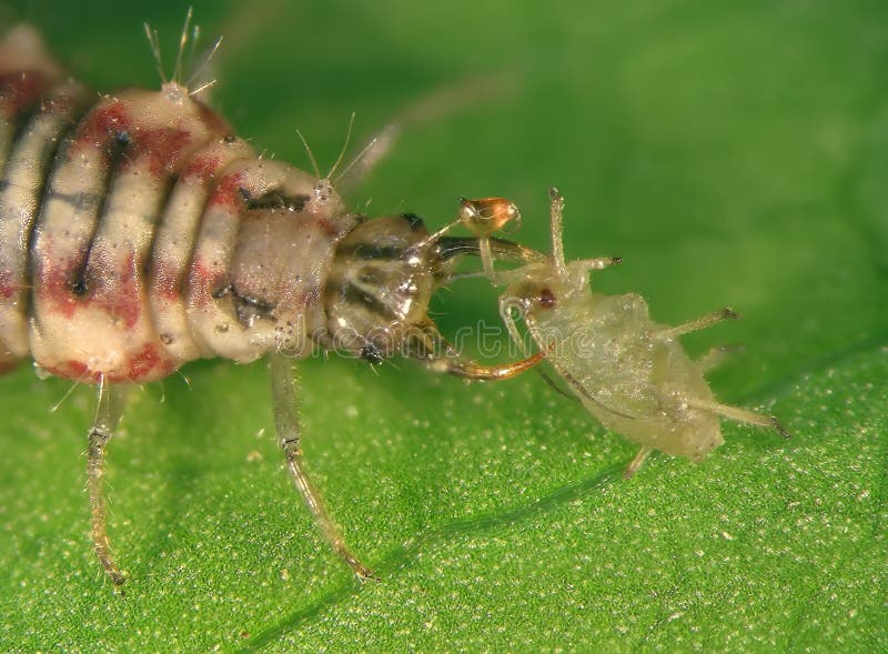 Green Lacewing Larva Eating Aphid Stock Photo - Image of aphididae ...