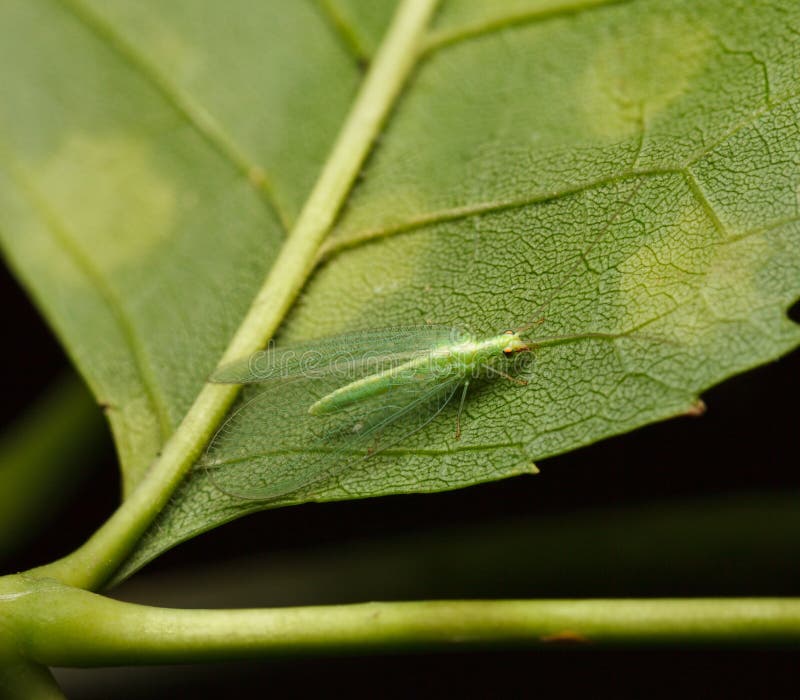 Green lacewing stock image. Image of closeup, translucent - 89303785