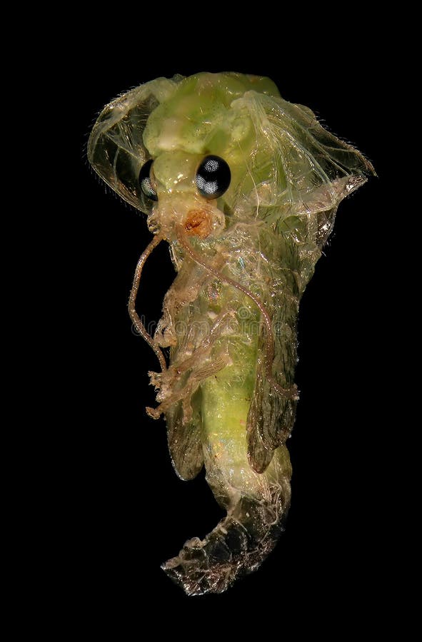 Green Lacewing. Development Stage - Pupa. Stock Photo - Image of ...