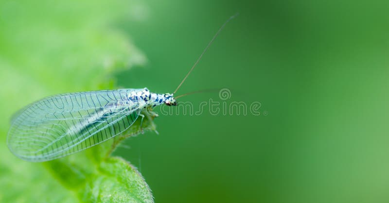 Green lacewing stock photo. Image of control, clear, membranous - 3893414