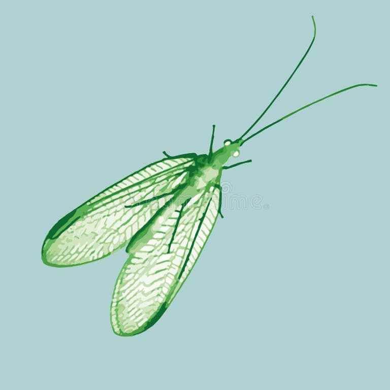 Green lacewing stock vector. Illustration of itchy, wings - 92595788