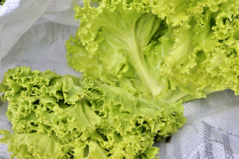 Green Lactuca sativa stock image. Image of lettuce, lactucarium - 183909363