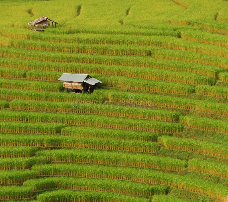 Green ladder rice field stock image. Image of plant, green - 46824293